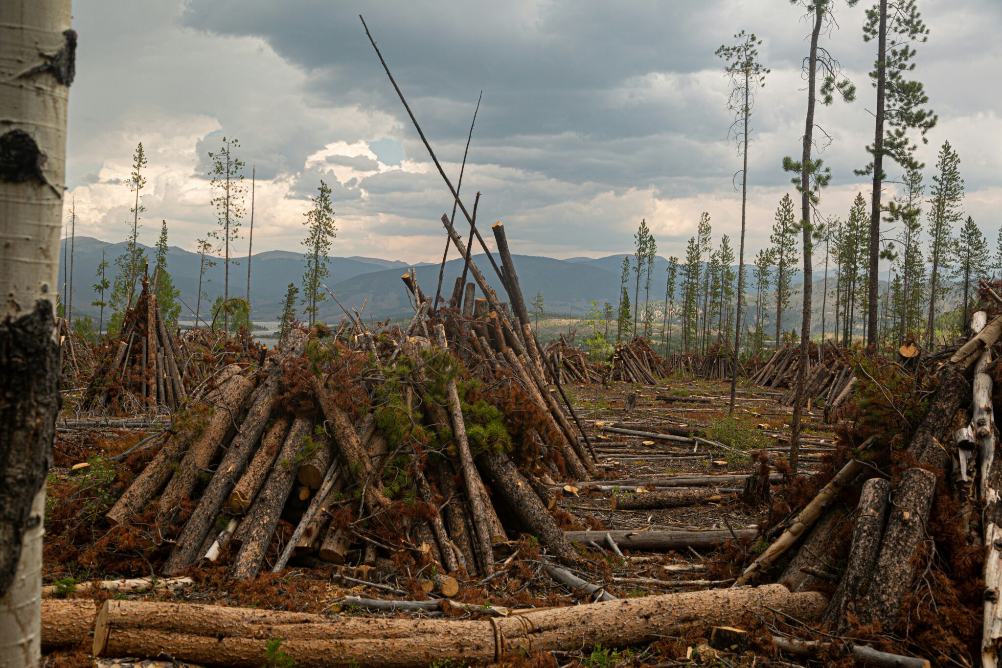 Indigenous Worldview: Seeing Nature as Alive Through Language and Verbs